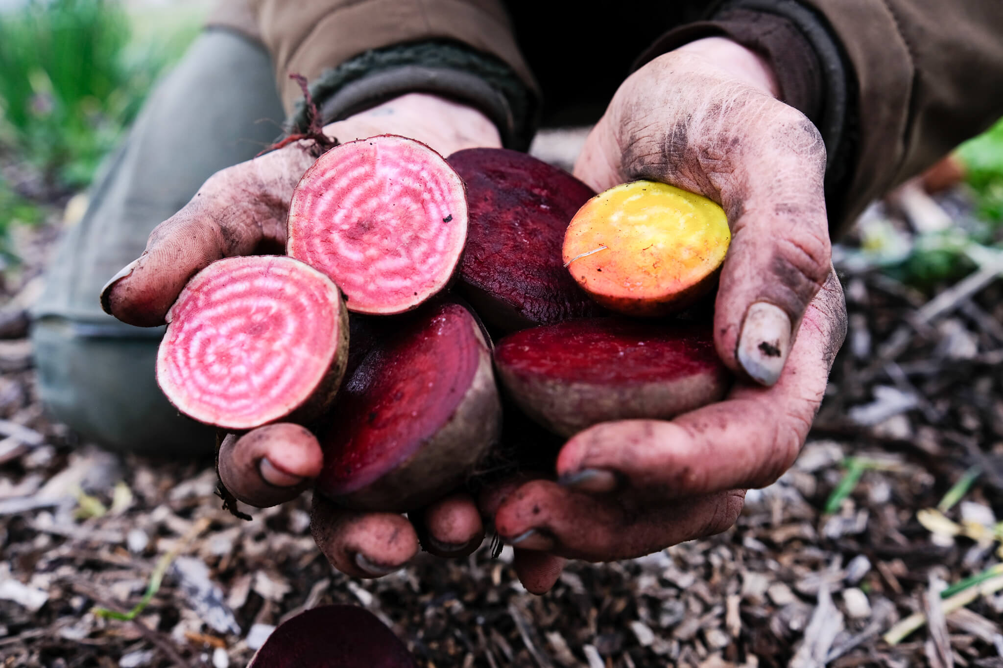 Our market garden – Good Small Farms
