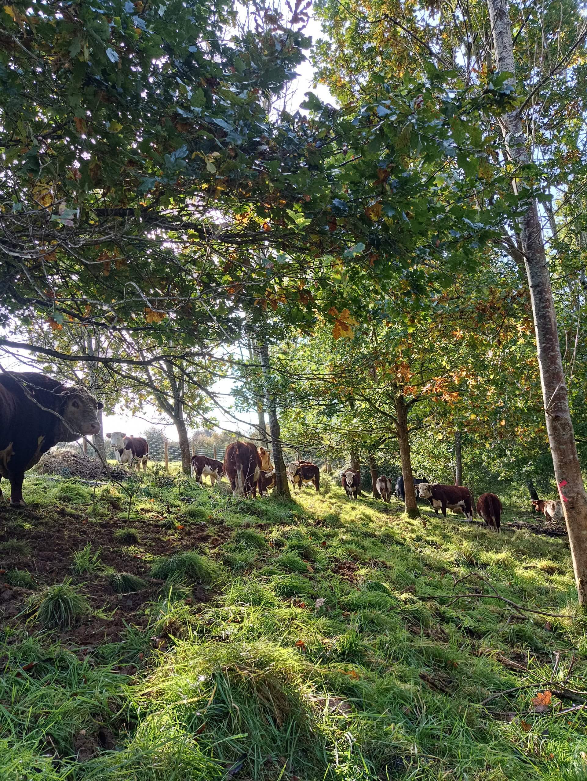 Content, pasture-fed cows – Good Small Farms