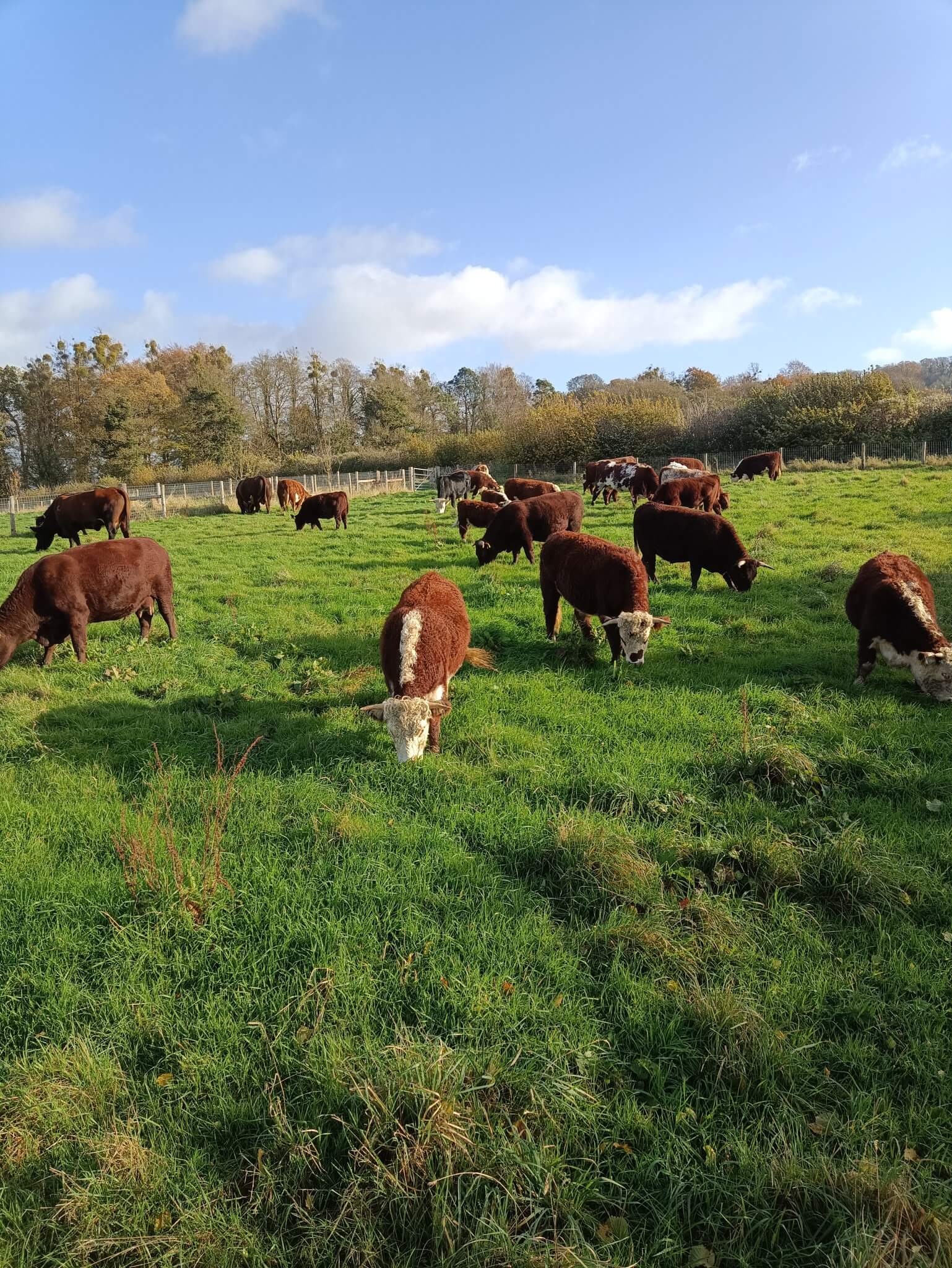 Content, pasture-fed cows – Good Small Farms