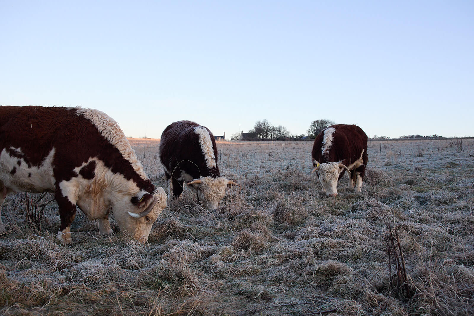 Good Small Farms – Farming in harmony with nature