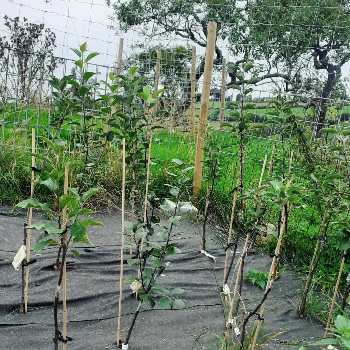 Our Orchards – Good Small Farms